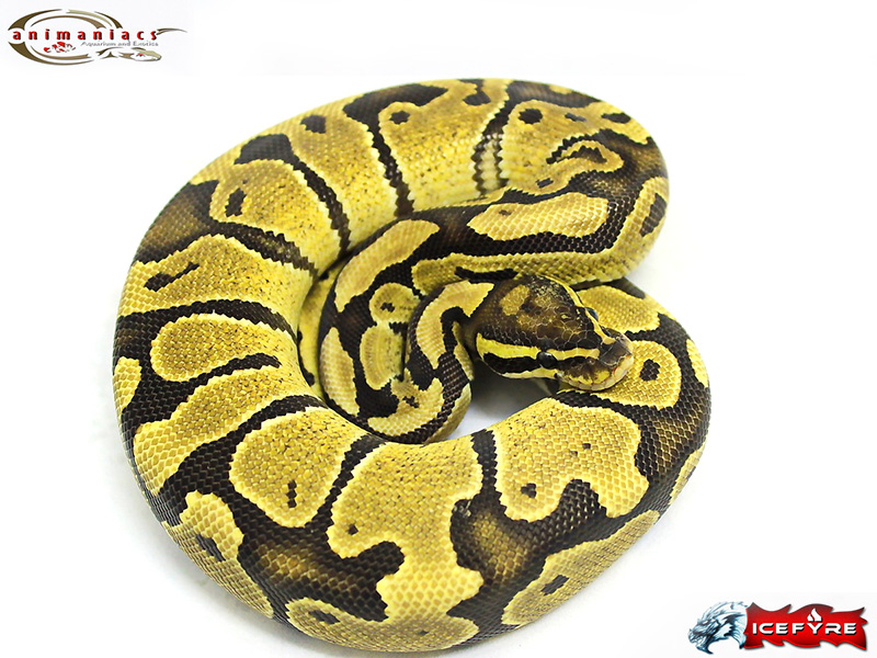 Morph List - World of Ball Pythons