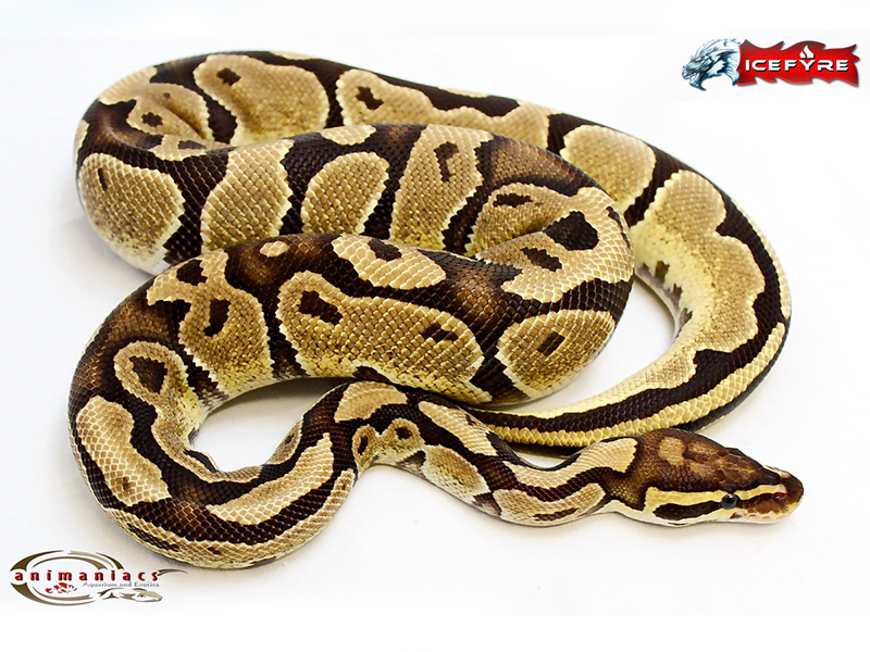 Morph List - World of Ball Pythons