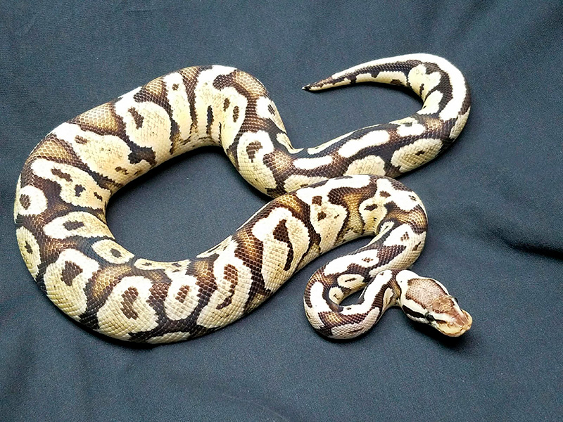 Morph List - World of Ball Pythons