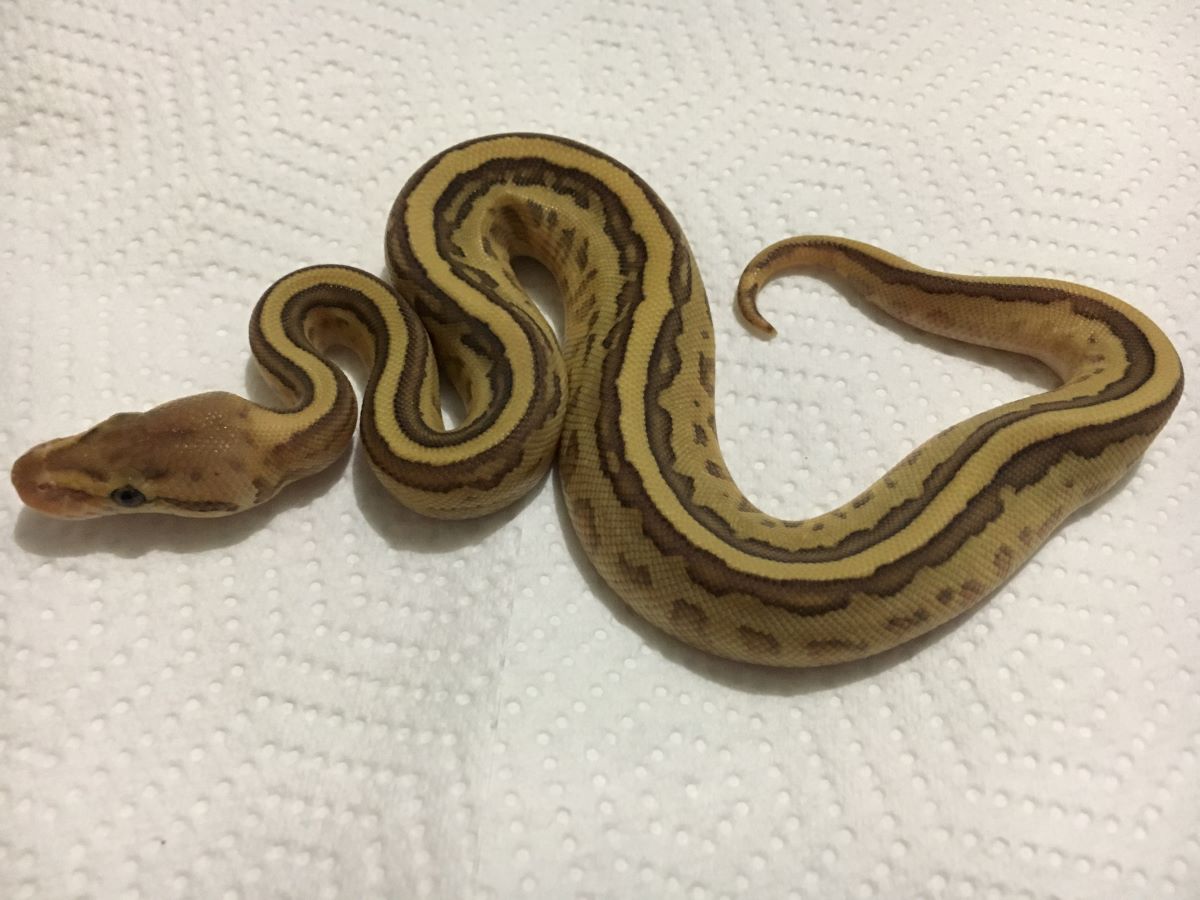Morph List - World of Ball Pythons