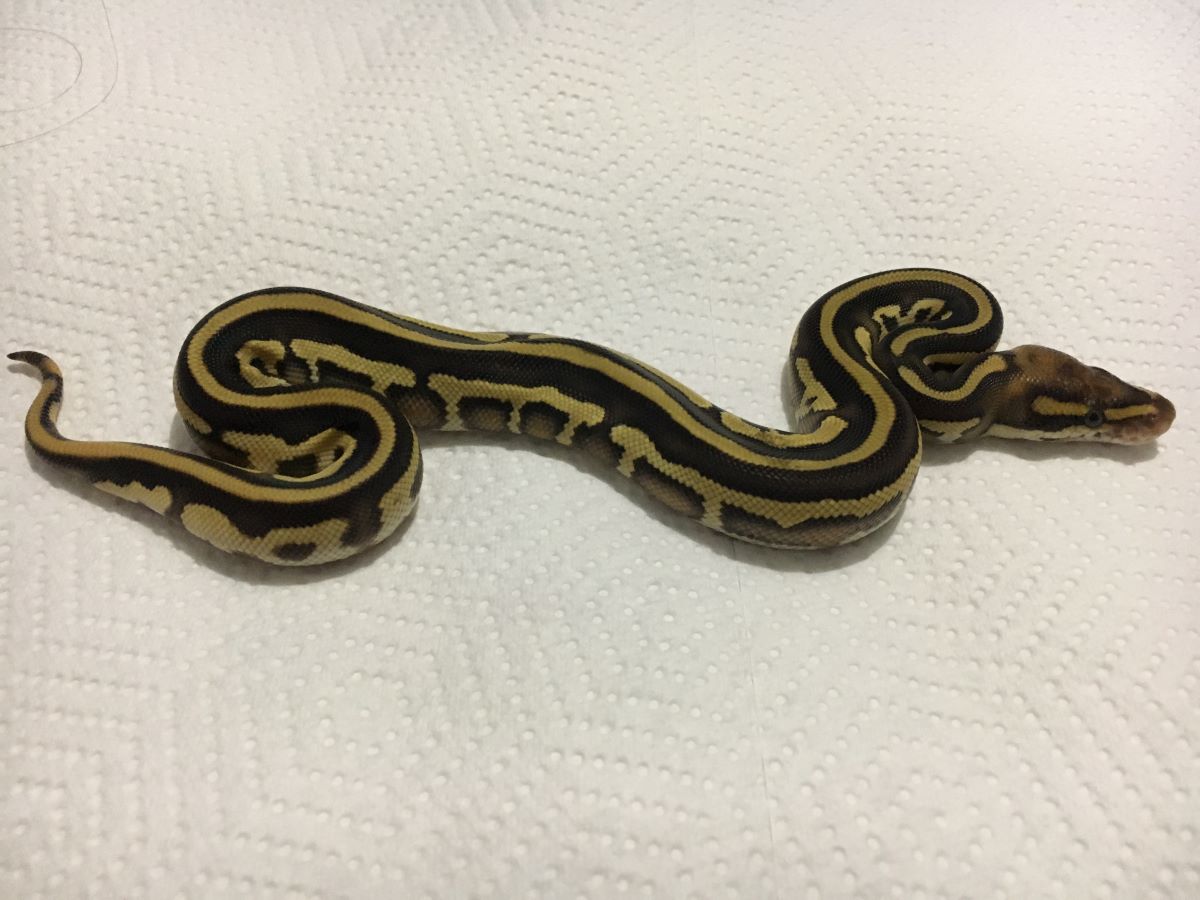 Morph List - World of Ball Pythons