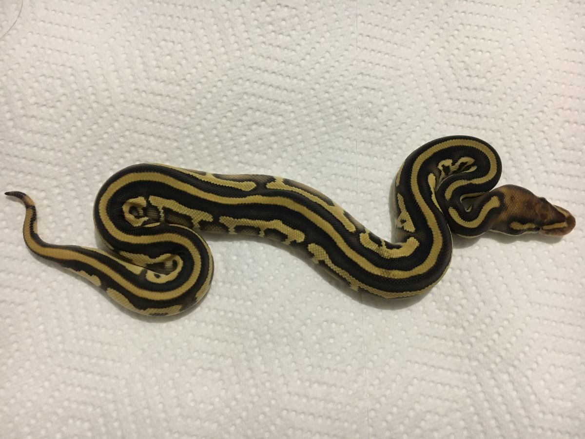 Morph List - World of Ball Pythons