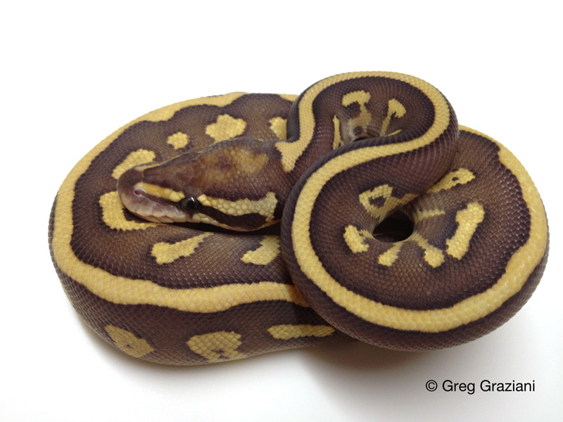 Morph List - World of Ball Pythons
