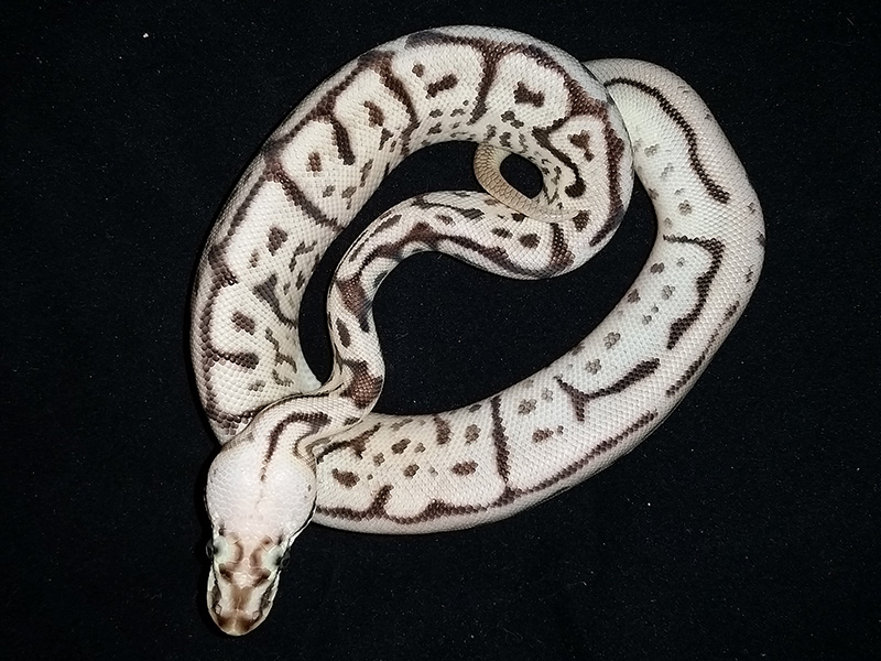 Morph List - World of Ball Pythons