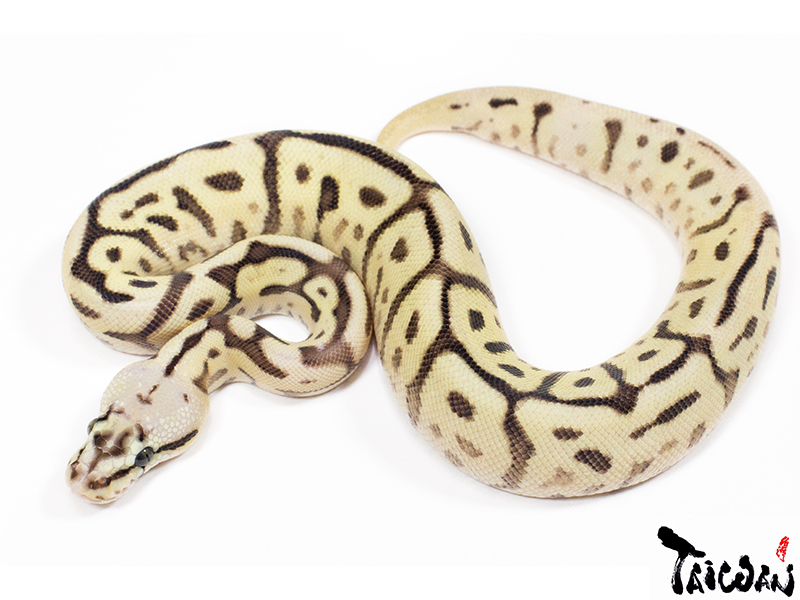 Morph List - World of Ball Pythons