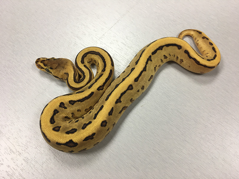 Fire Leopard Pinstripe Yellow Belly - Morph List - World of Ball Pythons