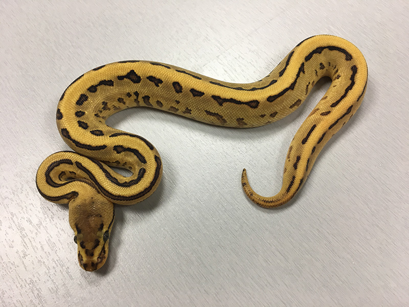 Fire Leopard Pinstripe Yellow Belly - Morph List - World of Ball Pythons