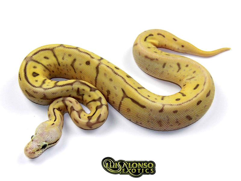 Spider Fire Ball Python