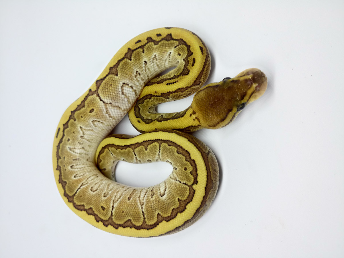 Morph List - World of Ball Pythons