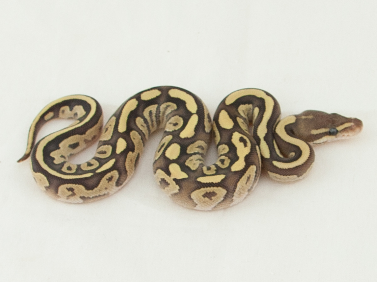 Morph List - World of Ball Pythons