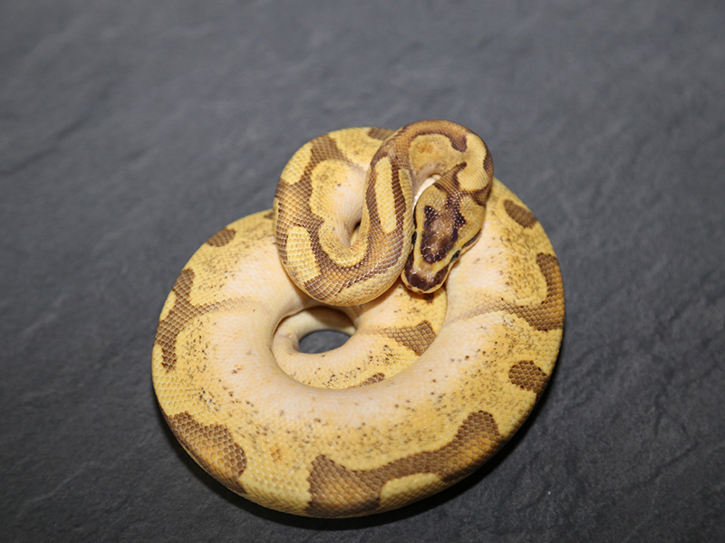 Morph List - World of Ball Pythons