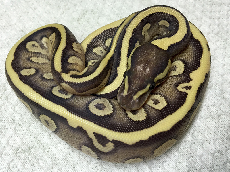 Morph List - World of Ball Pythons
