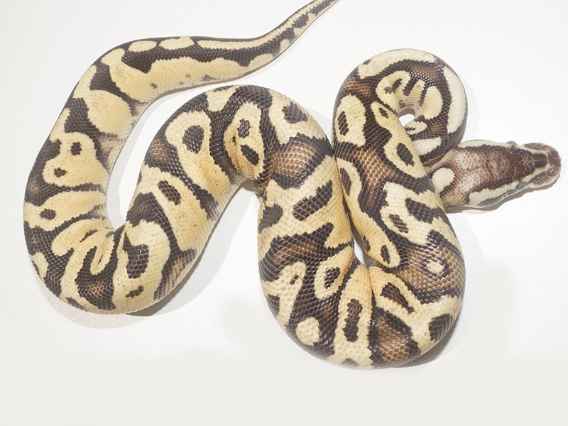 Morph List - World of Ball Pythons