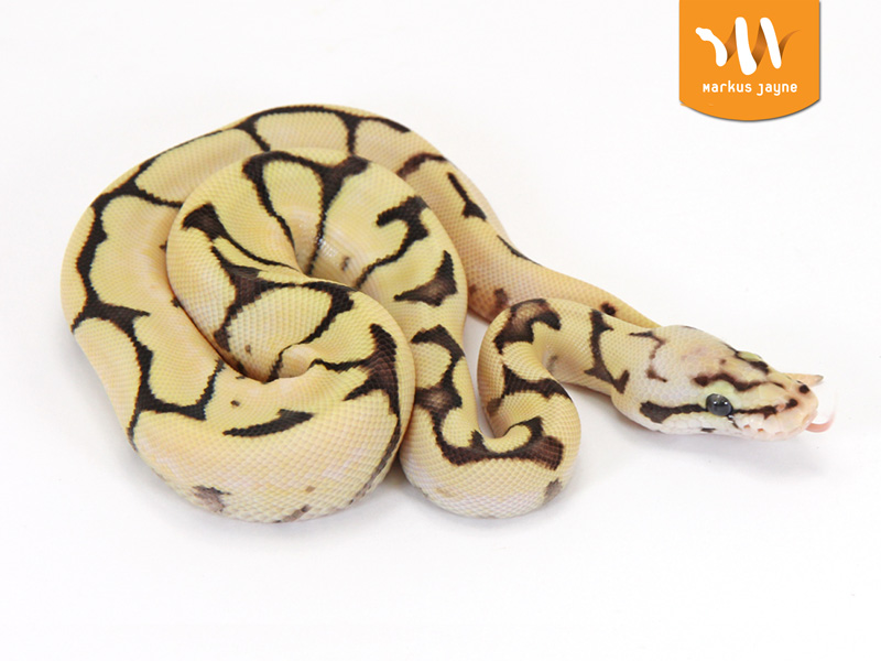 Morph List - World of Ball Pythons