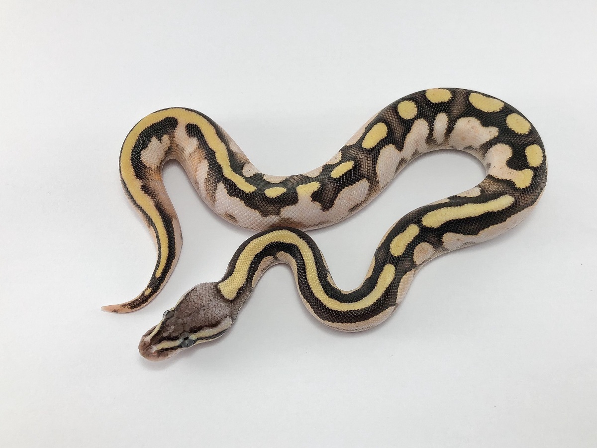 Morph List - World of Ball Pythons