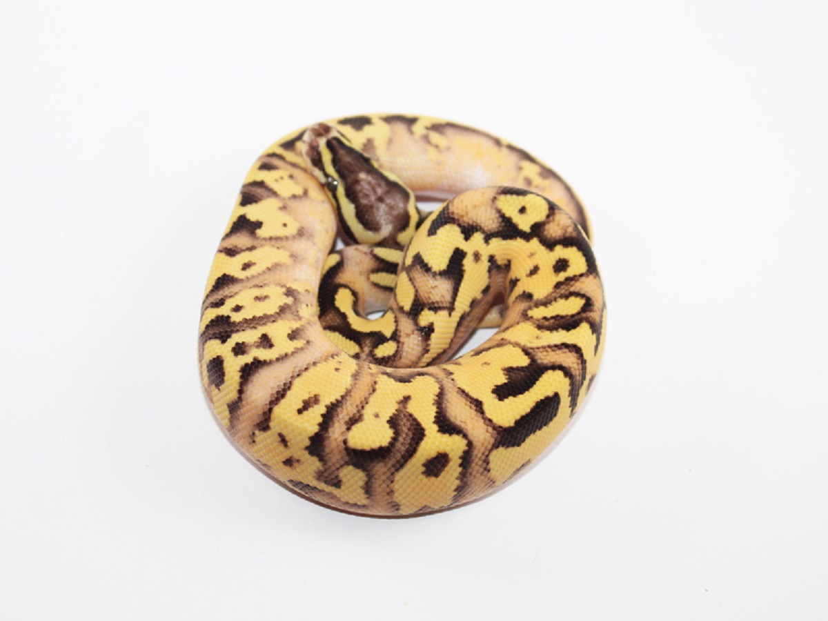 Morph List - World of Ball Pythons