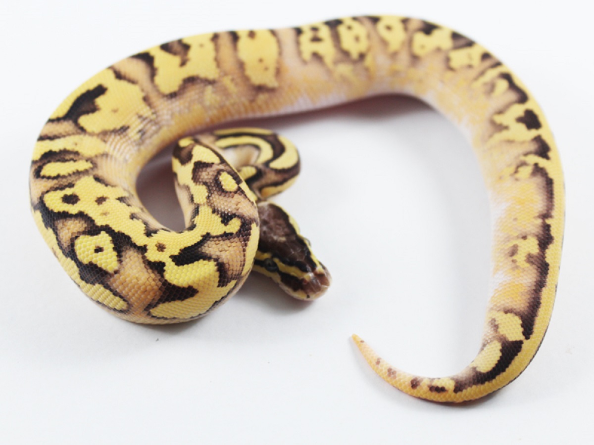 Morph List - World of Ball Pythons