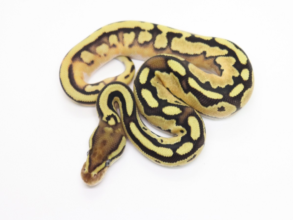 Morph List - World of Ball Pythons