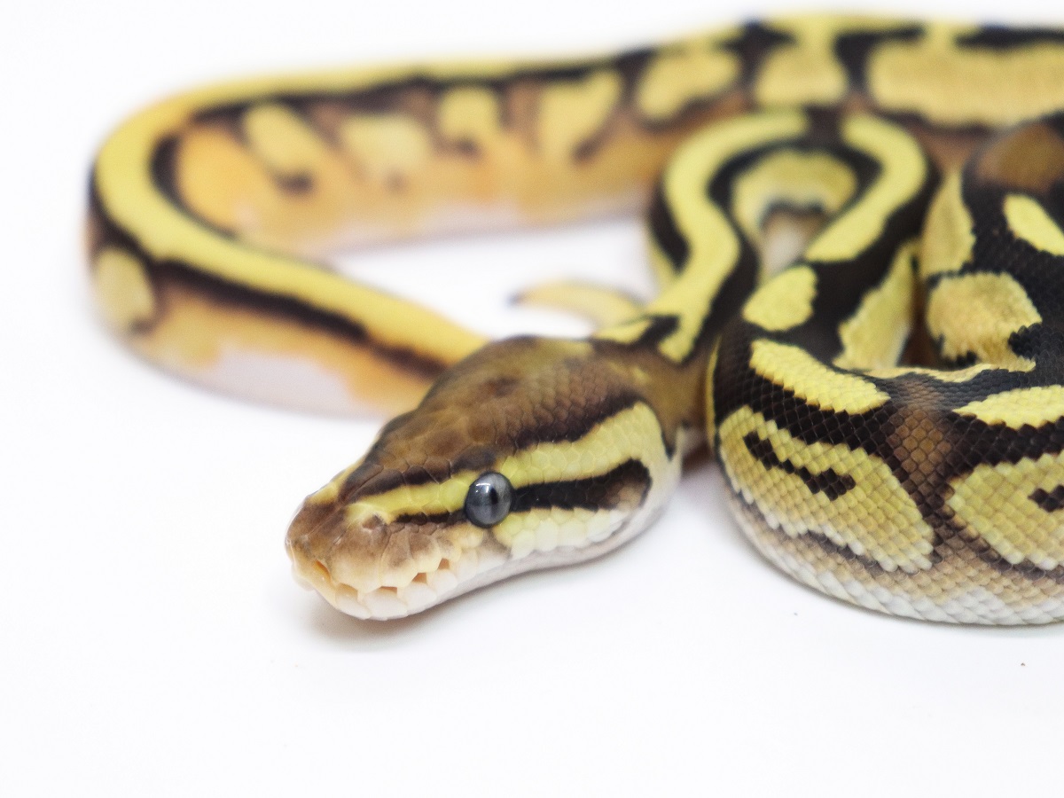 Morph List - World of Ball Pythons