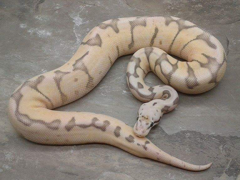 Morph List - World of Ball Pythons