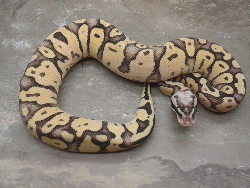 Morph List - World of Ball Pythons