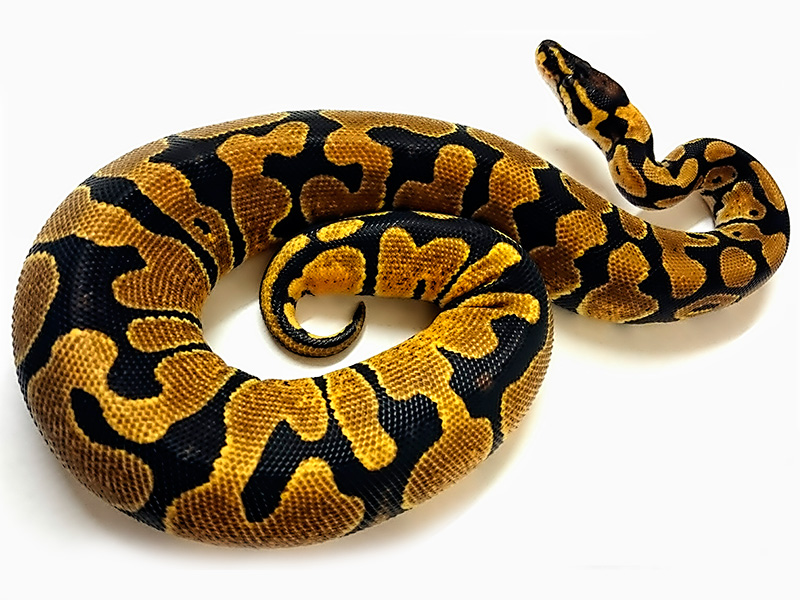Morph List - World of Ball Pythons