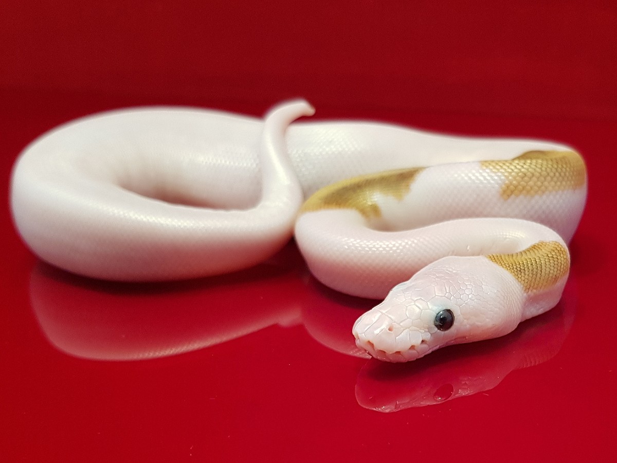 Fire Pastel Phantom Piebald - Morph List - World of Ball Pythons