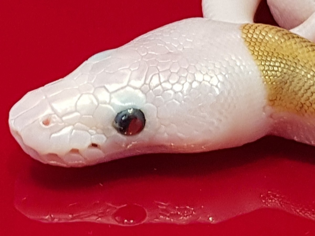 Fire Pastel Phantom Piebald - Morph List - World of Ball Pythons