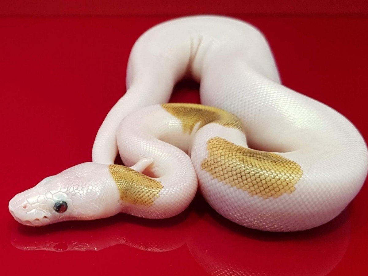 Morph List - World of Ball Pythons
