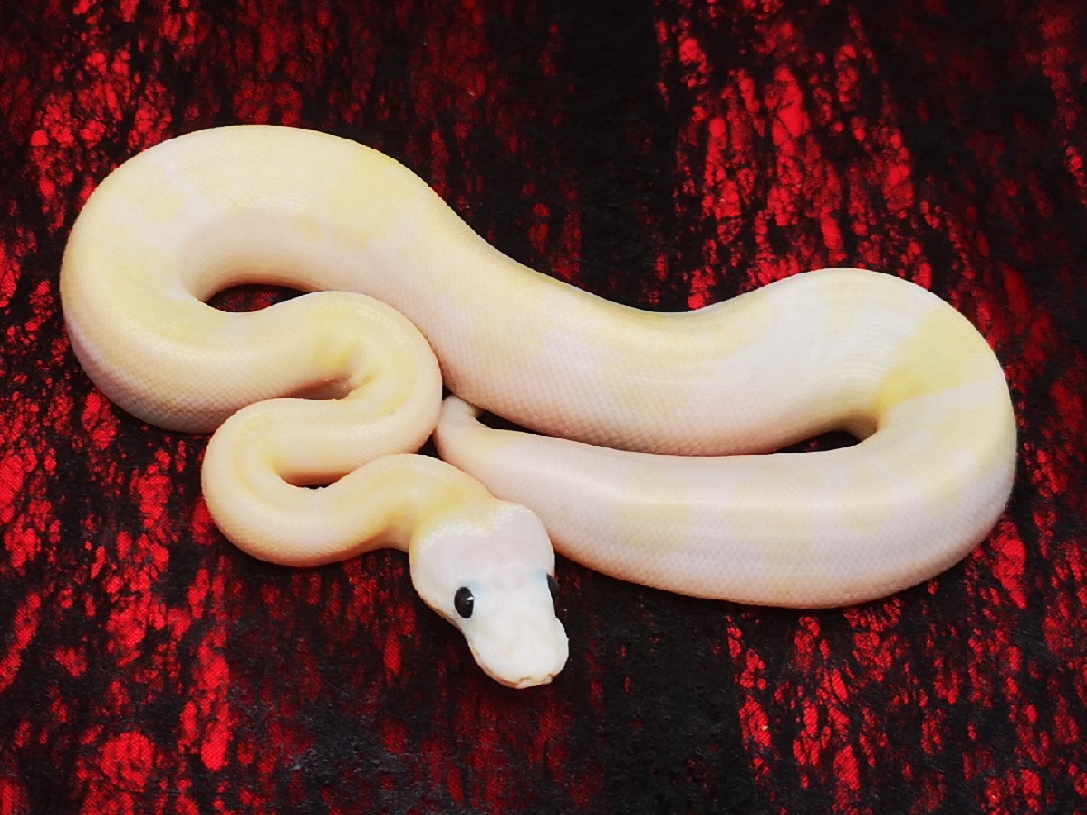 Morph List - World of Ball Pythons