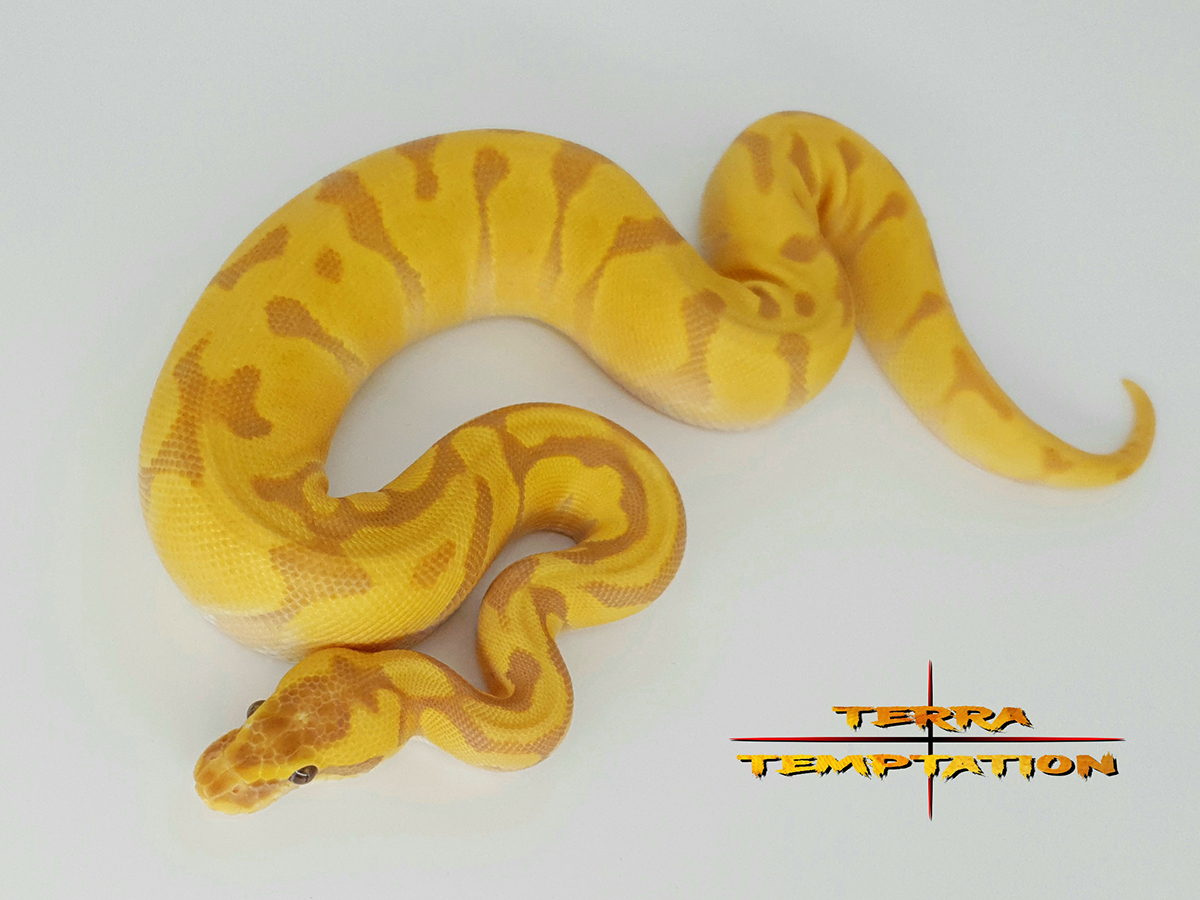 Morph List - World of Ball Pythons