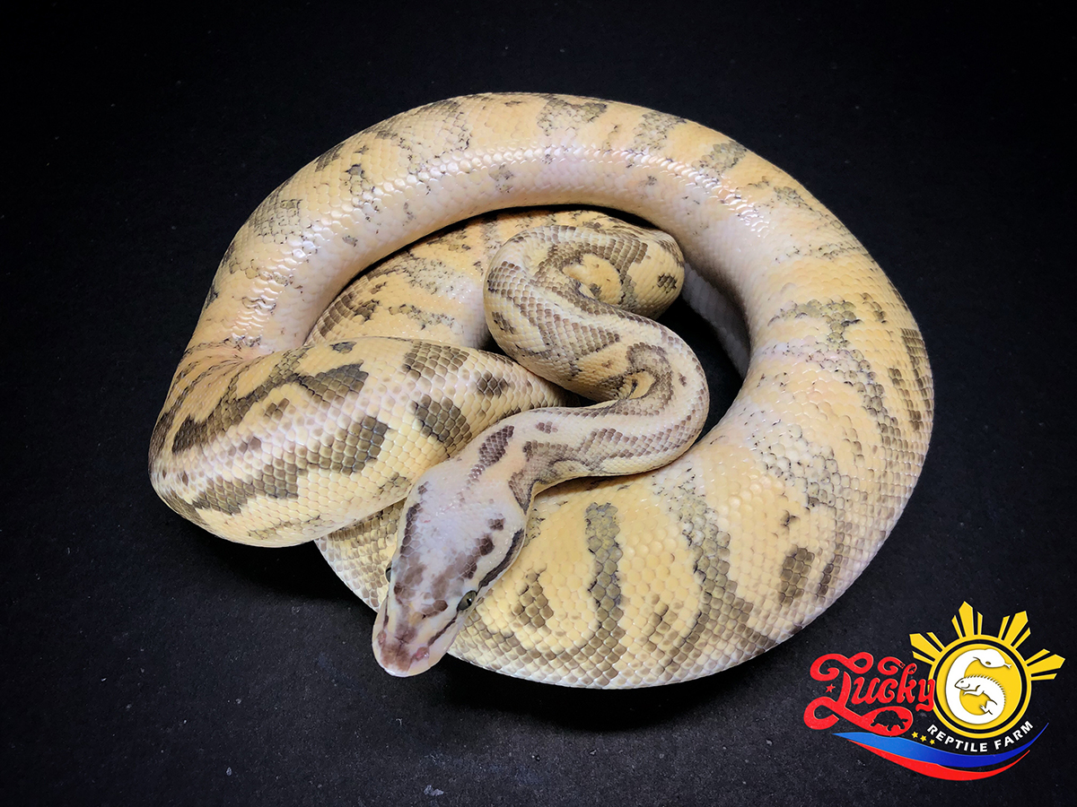 Morph List - World of Ball Pythons