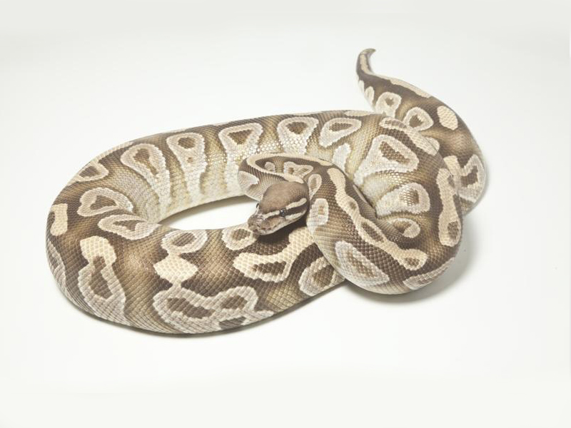 Morph List - World of Ball Pythons