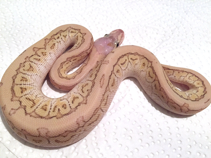 Morph List - World of Ball Pythons