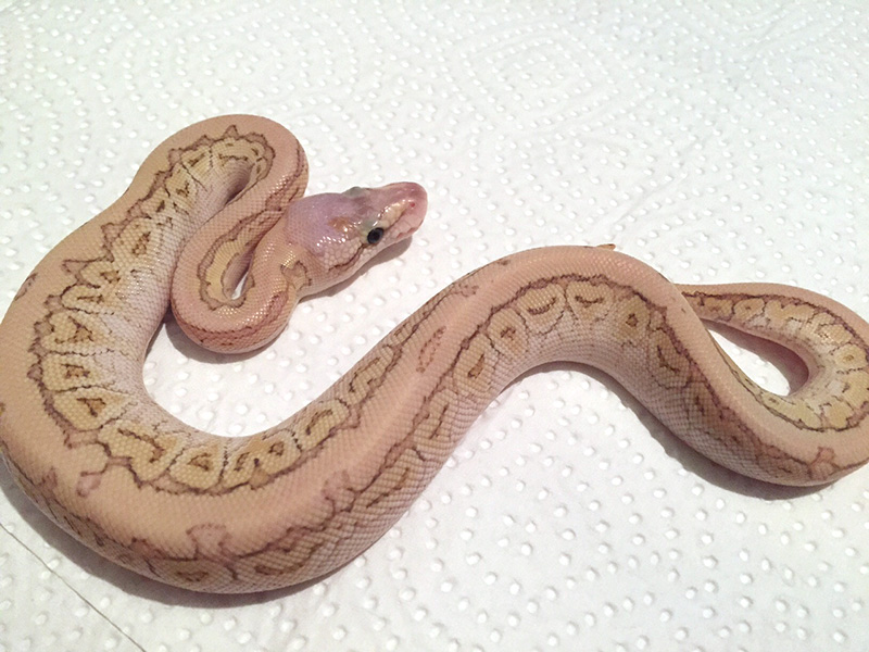 Morph List - World of Ball Pythons