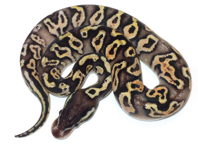 Morph List - World of Ball Pythons