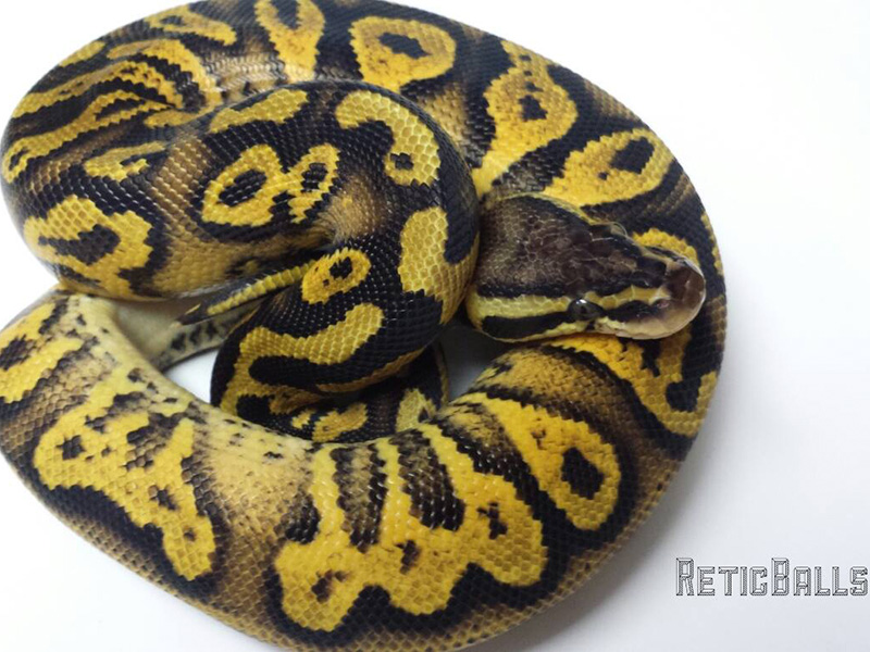 Morph List - World of Ball Pythons