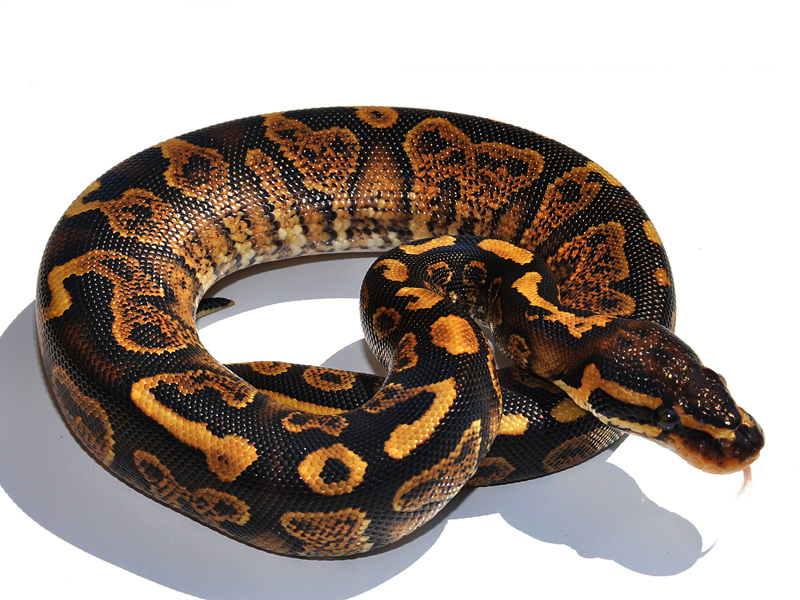 Morph List - World of Ball Pythons