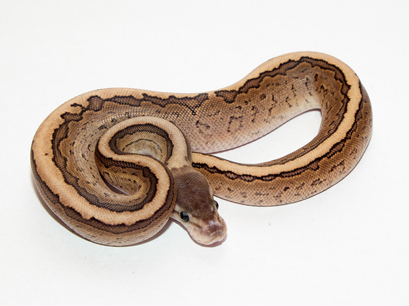 Morph List - World of Ball Pythons