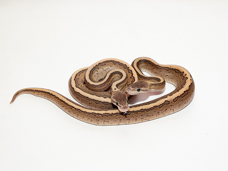 Morph List - World of Ball Pythons