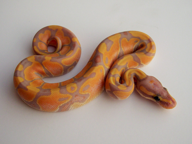 Morph List - World of Ball Pythons