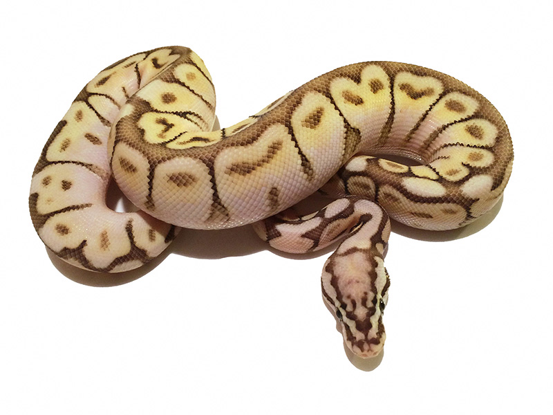 Genetic Black Back Lesser Pastel Spider - Morph List - World of Ball ...