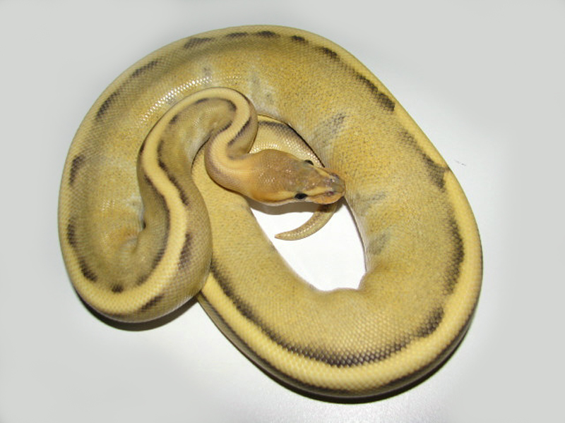 Morph List - World of Ball Pythons