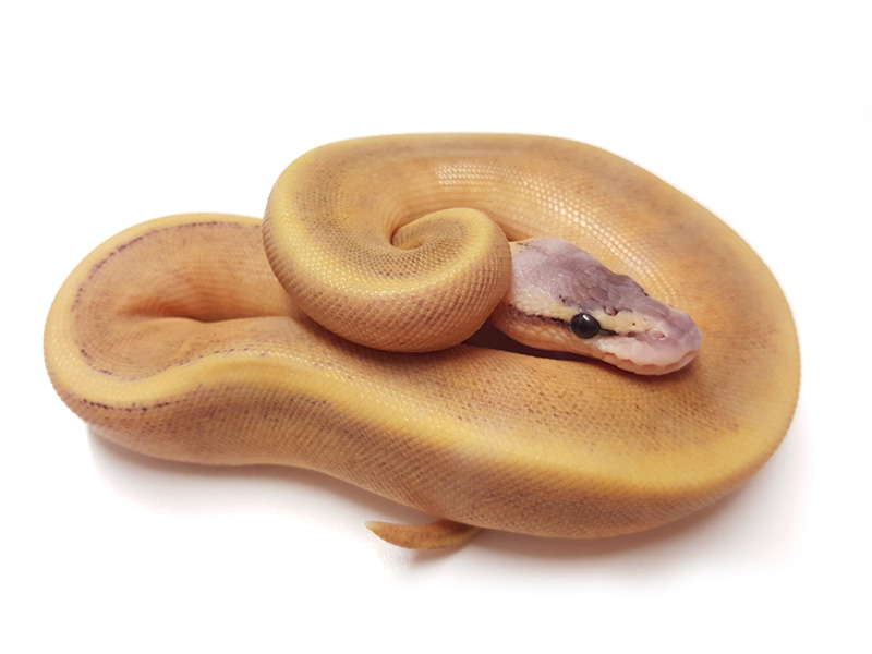 Morph List - World of Ball Pythons
