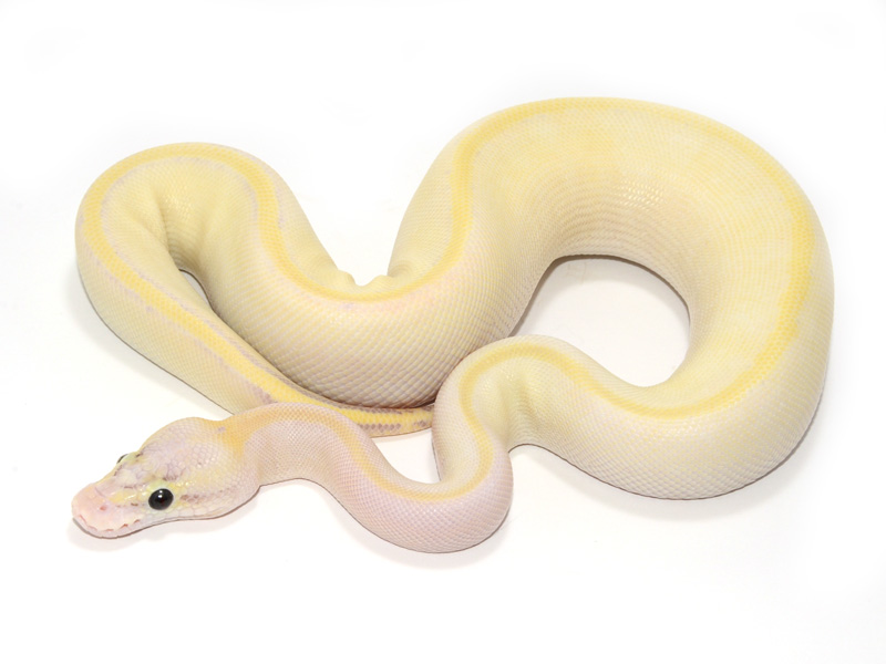 Morph List - World of Ball Pythons