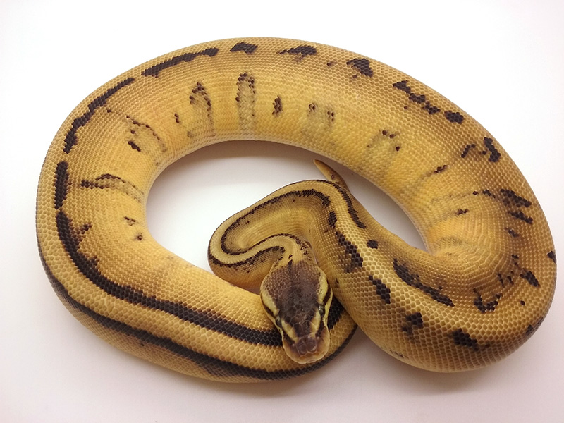 Morph List - World of Ball Pythons