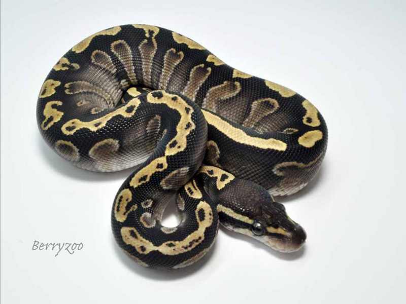 Morph List - World of Ball Pythons