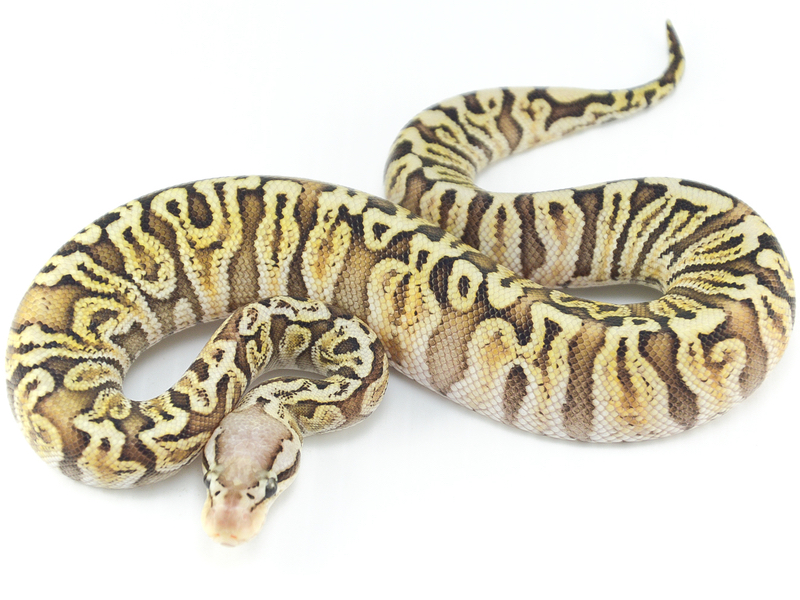 Morph List - World of Ball Pythons