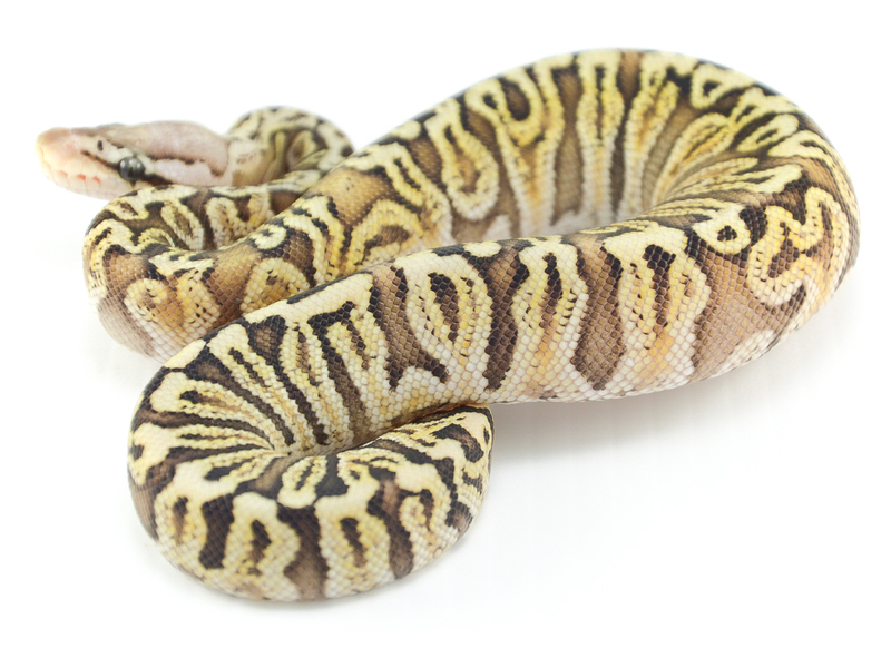 Morph List - World of Ball Pythons