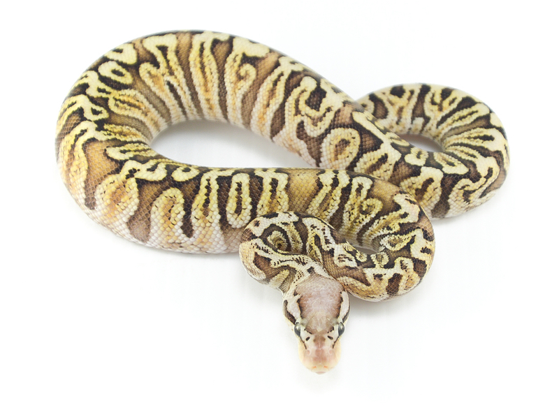 Morph List - World of Ball Pythons